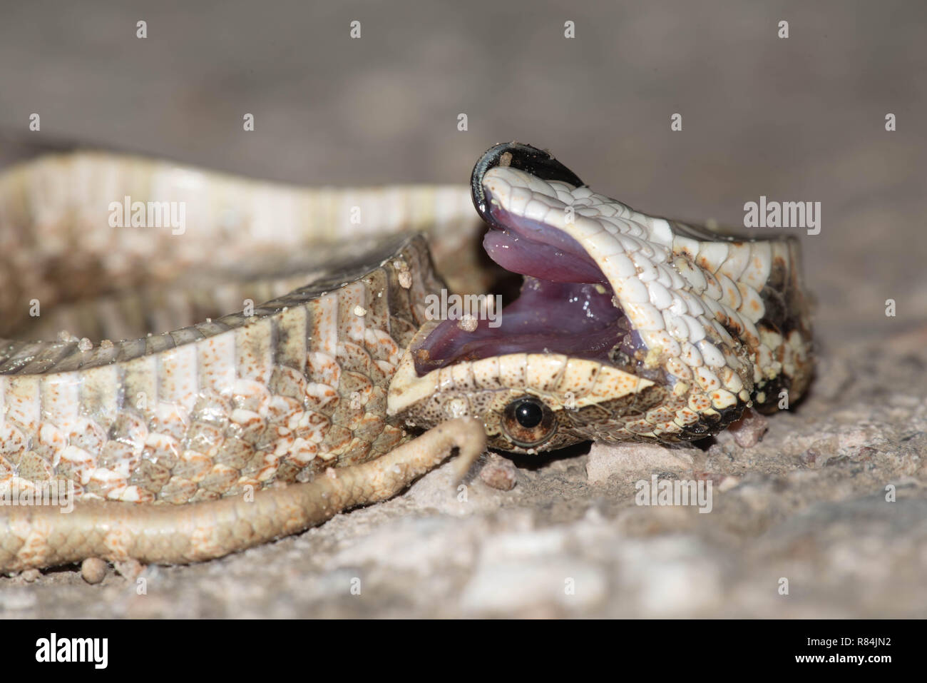 North american hog nosed snake hi-res stock photography and images - Alamy