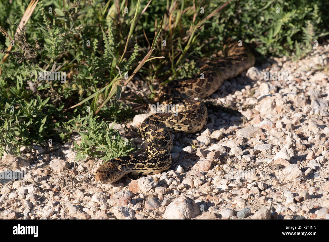 Bullsnake hi-res stock photography and images - Alamy