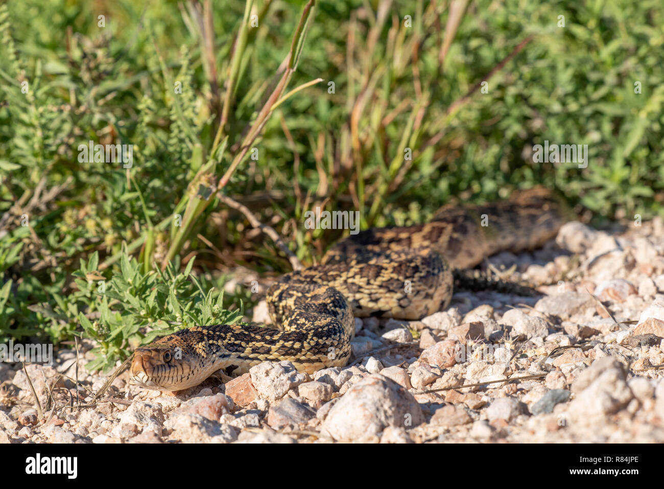 Bullsnake hi-res stock photography and images - Alamy
