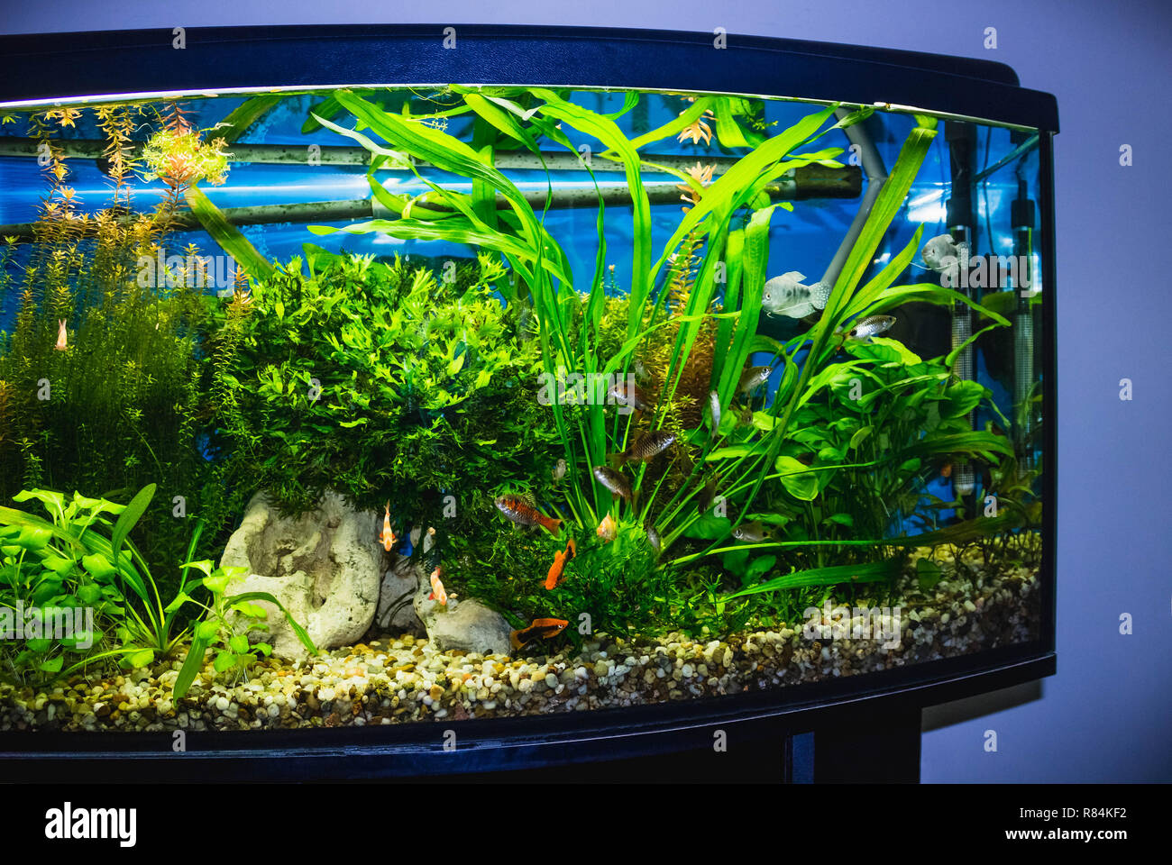Fish Tanks In Apartments