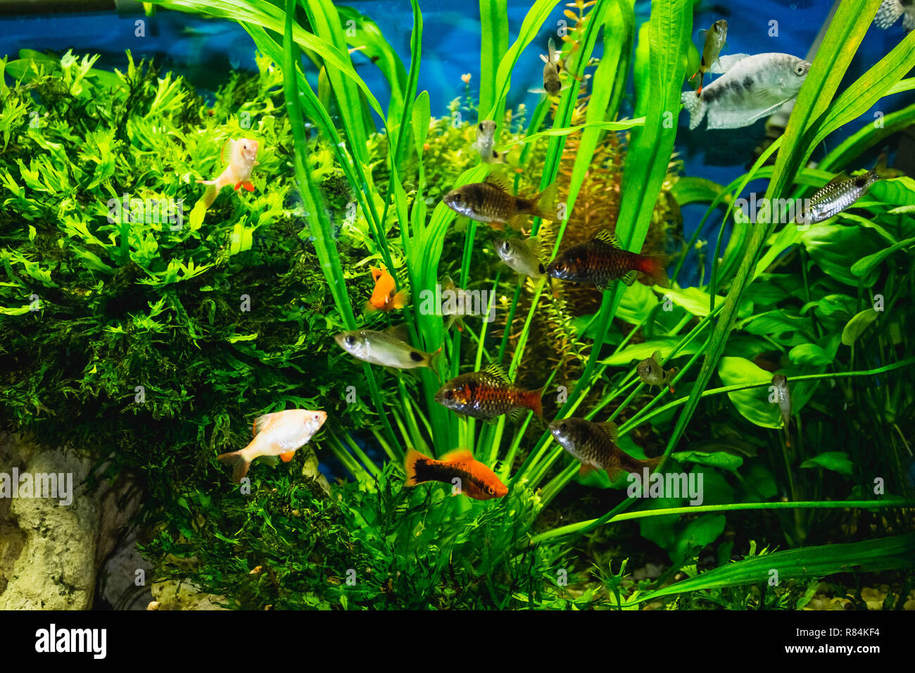 close up of aquarium tank full of fish Stock Photo - Alamy