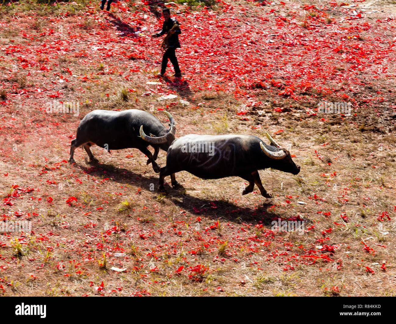 Water buffalo fighting festival in Heko village Guizhou province China ...
