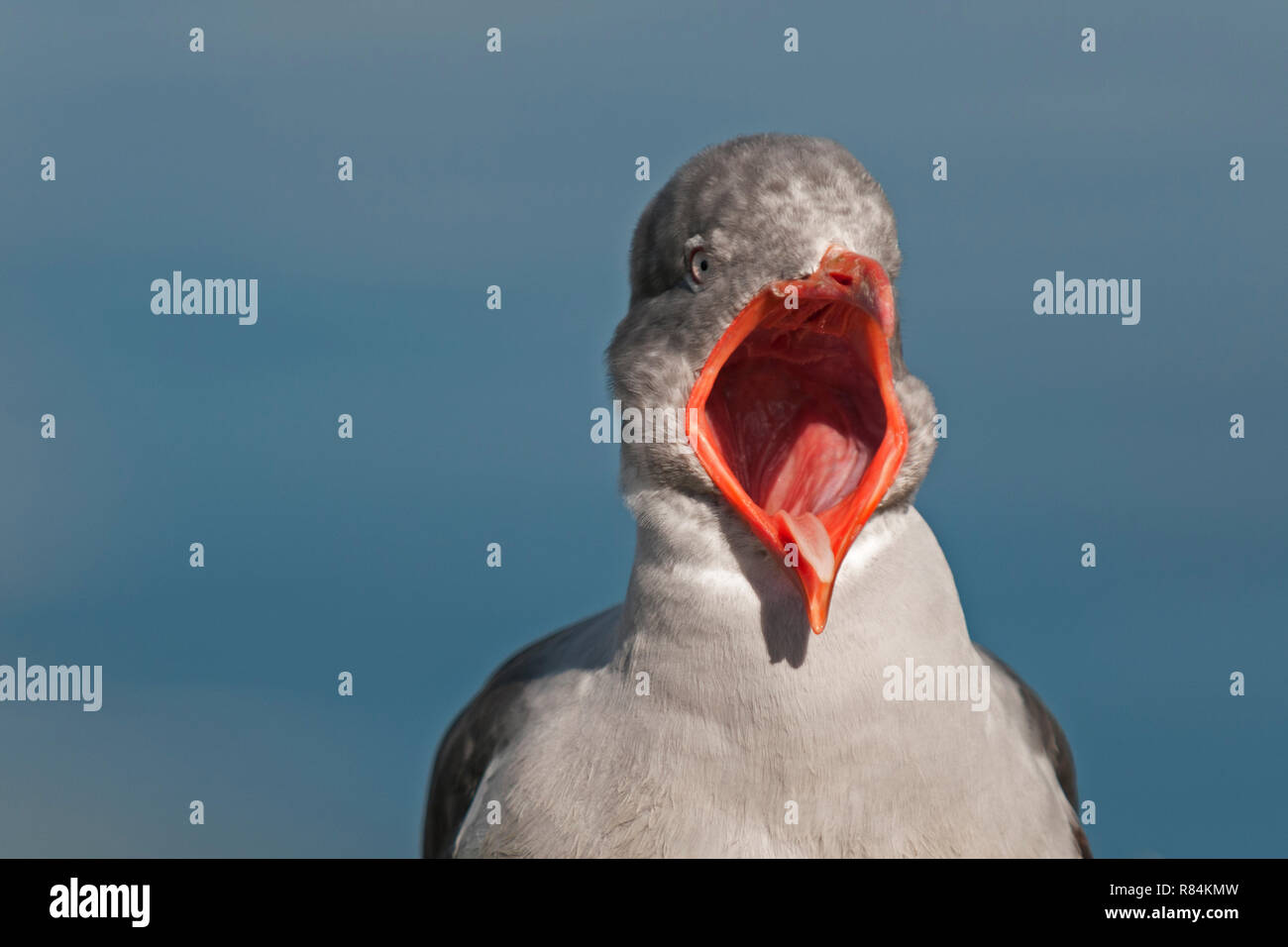 dolphin gull portrait with mouth open calling beagle channel argentina ...