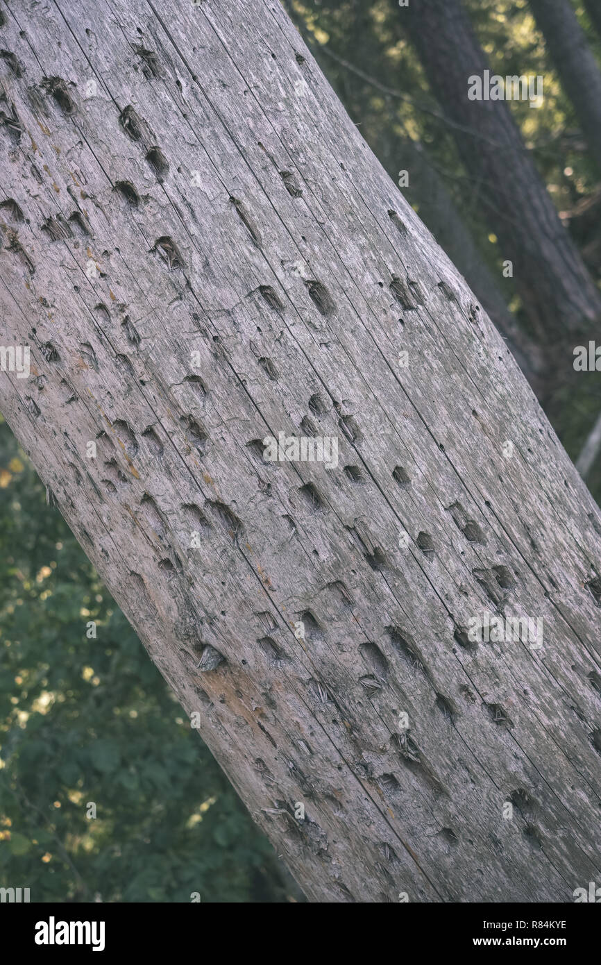 dry wood. tree trunk stomp textured pattern abstract texture of fallen ...