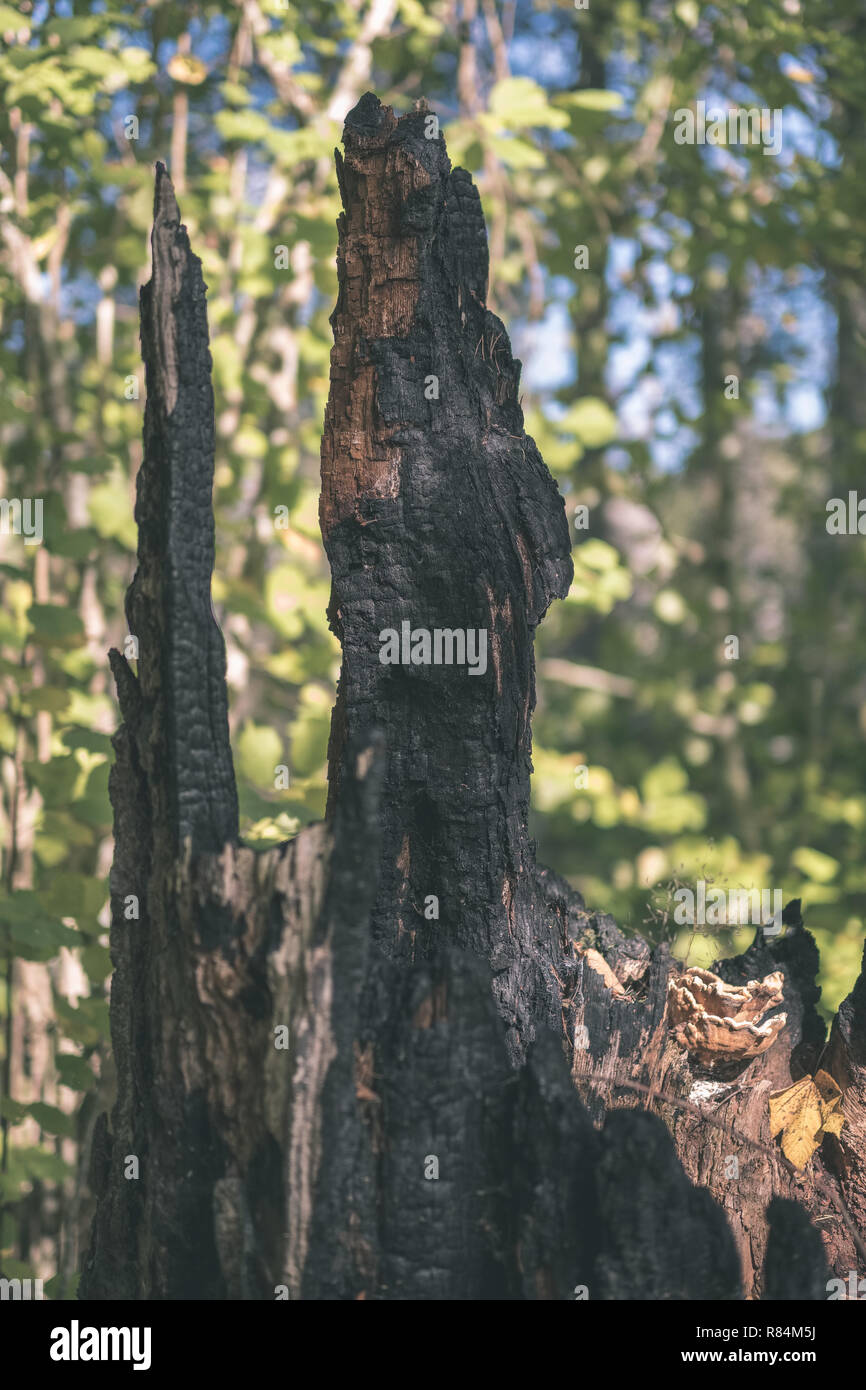 dry wood. tree trunk stomp textured pattern abstract texture of fallen ...
