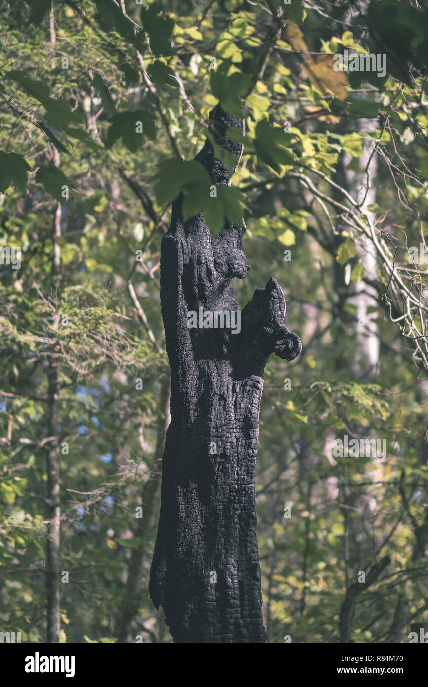 dry wood. tree trunk stomp textured pattern abstract texture of fallen ...