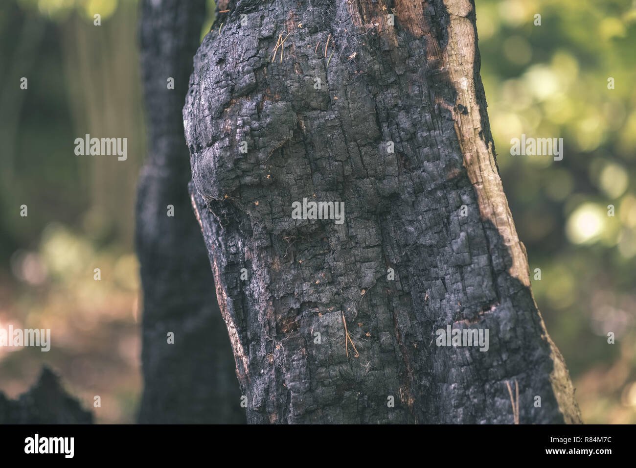 dry wood. tree trunk stomp textured pattern abstract texture of fallen ...