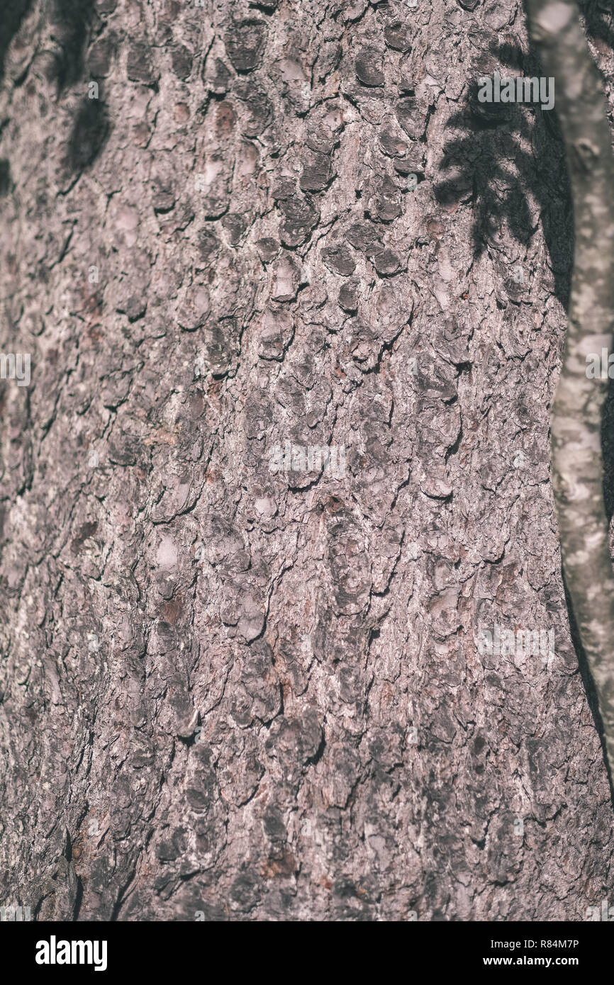 dry wood. tree trunk stomp textured pattern abstract texture of fallen ...