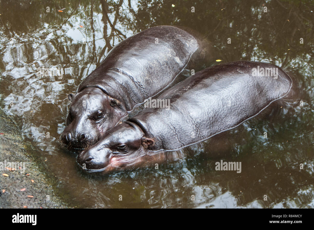 Pygmy Hippo / pygmy hippopotamus is a small Stock Photo - Alamy