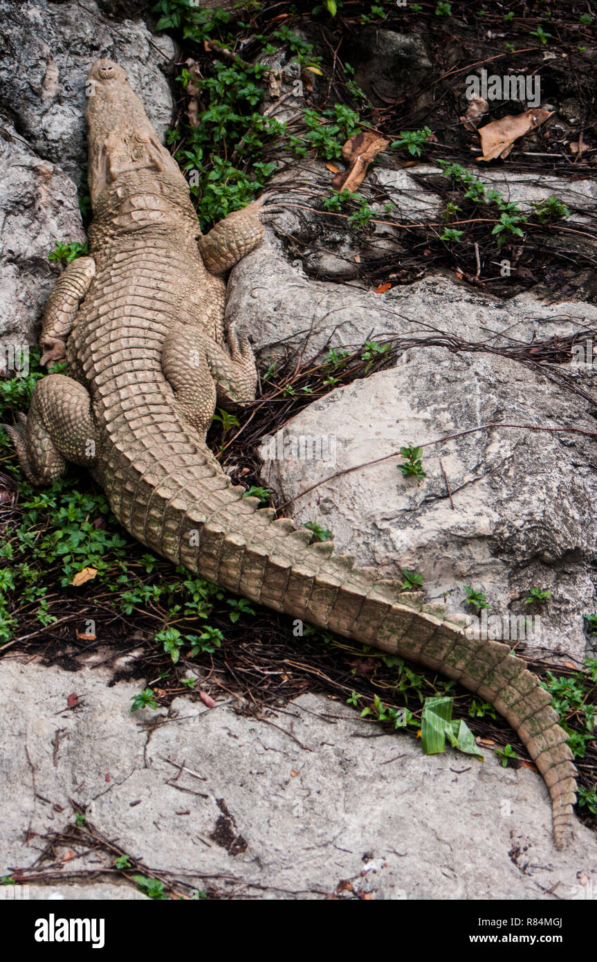 White alligator albino hi-res stock photography and images - Alamy
