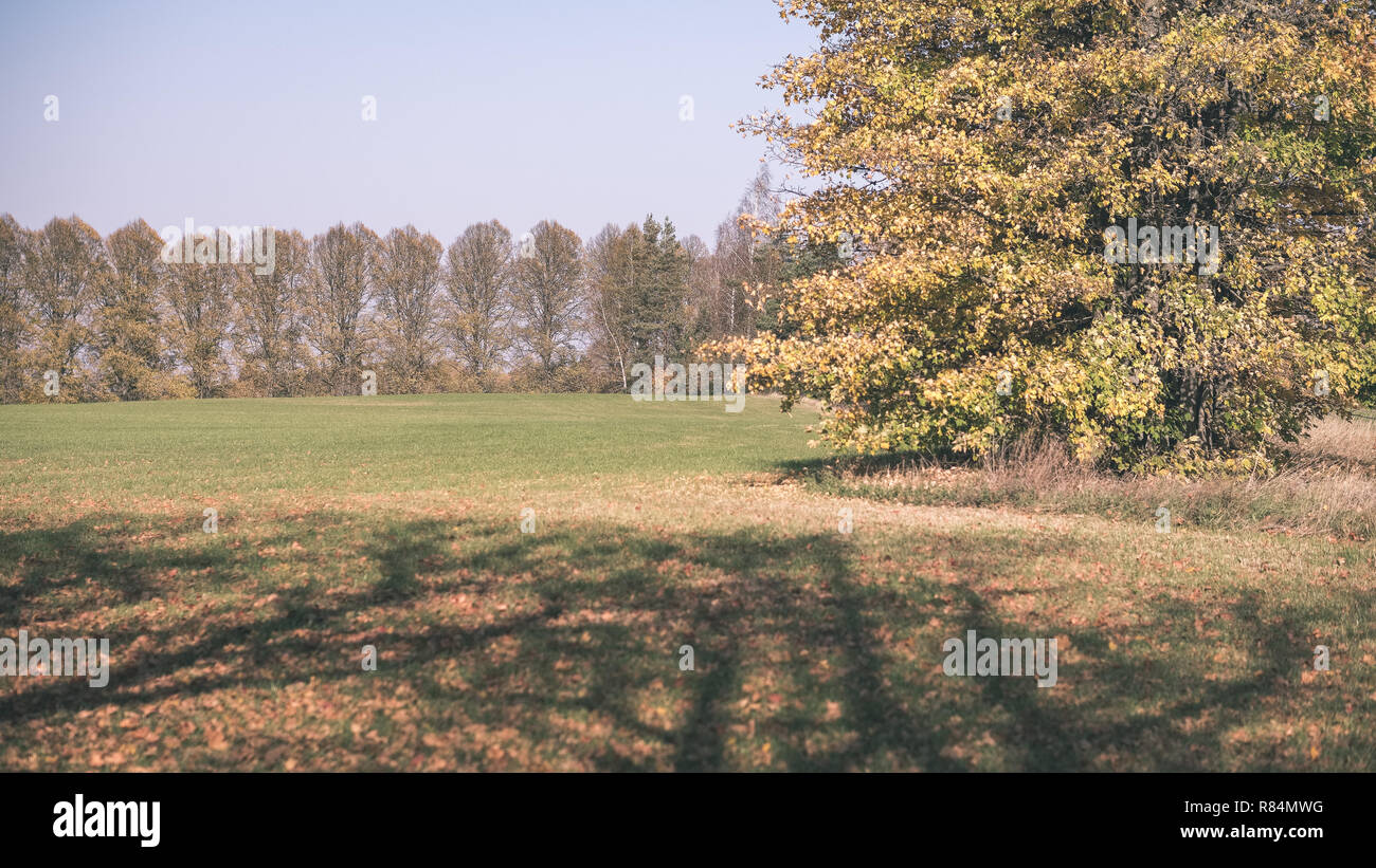 forest details in late autumn at countryside with tree trunks, colored ...