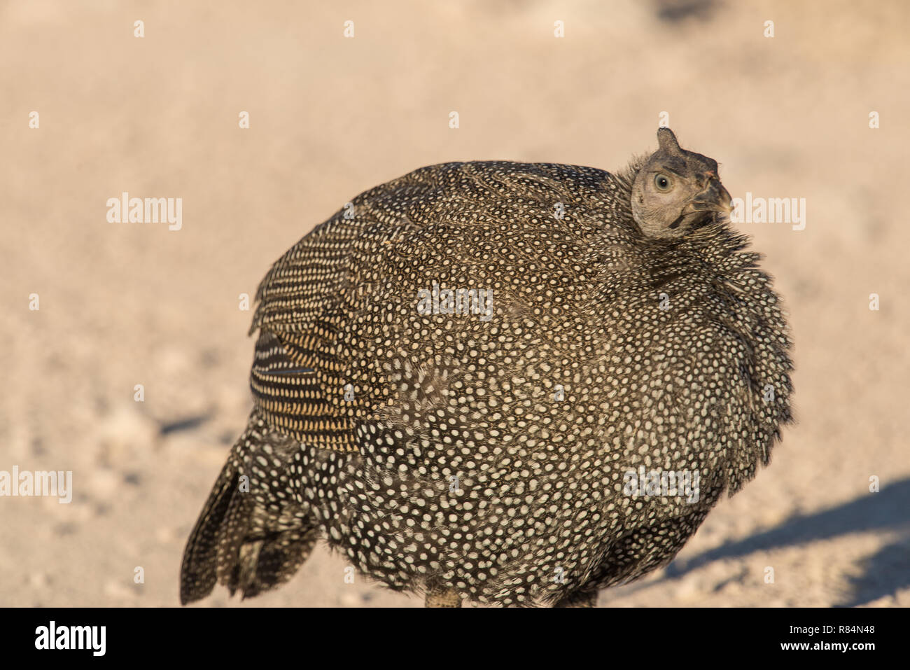 Heavy beak hi-res stock photography and images - Alamy