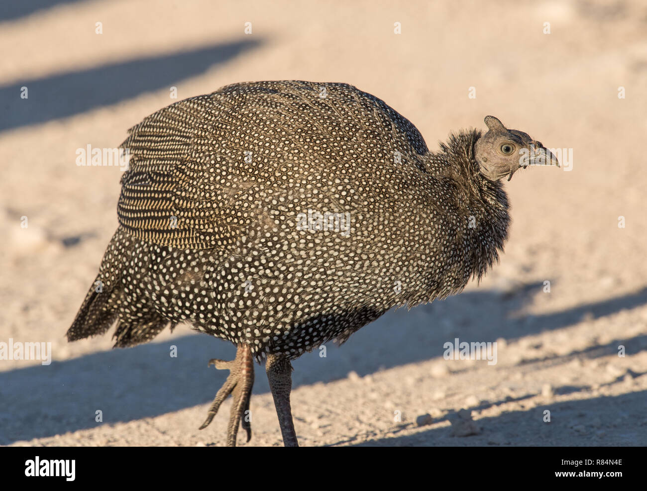 Heavy beak hi-res stock photography and images - Alamy