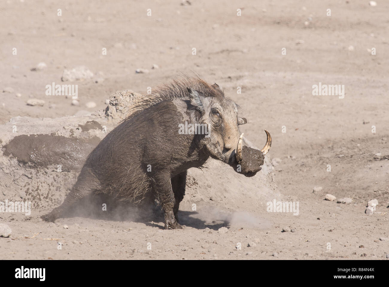 Warthog face hi-res stock photography and images - Alamy