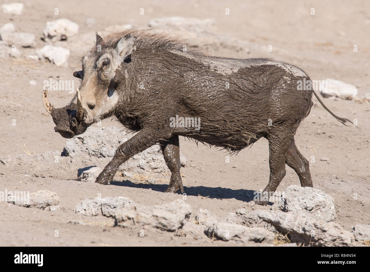Warthog With mud on his body Stock Photo - Alamy