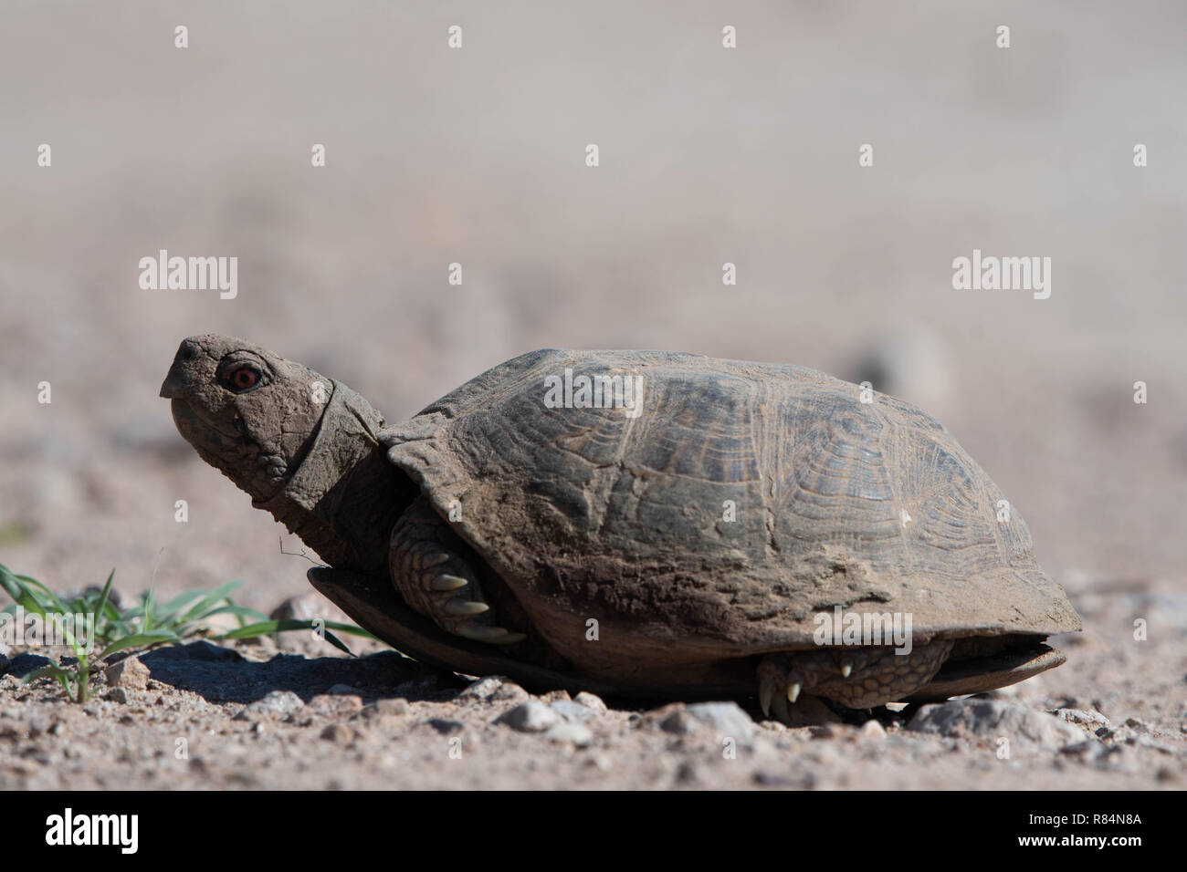 Desert box turtle hi-res stock photography and images - Alamy