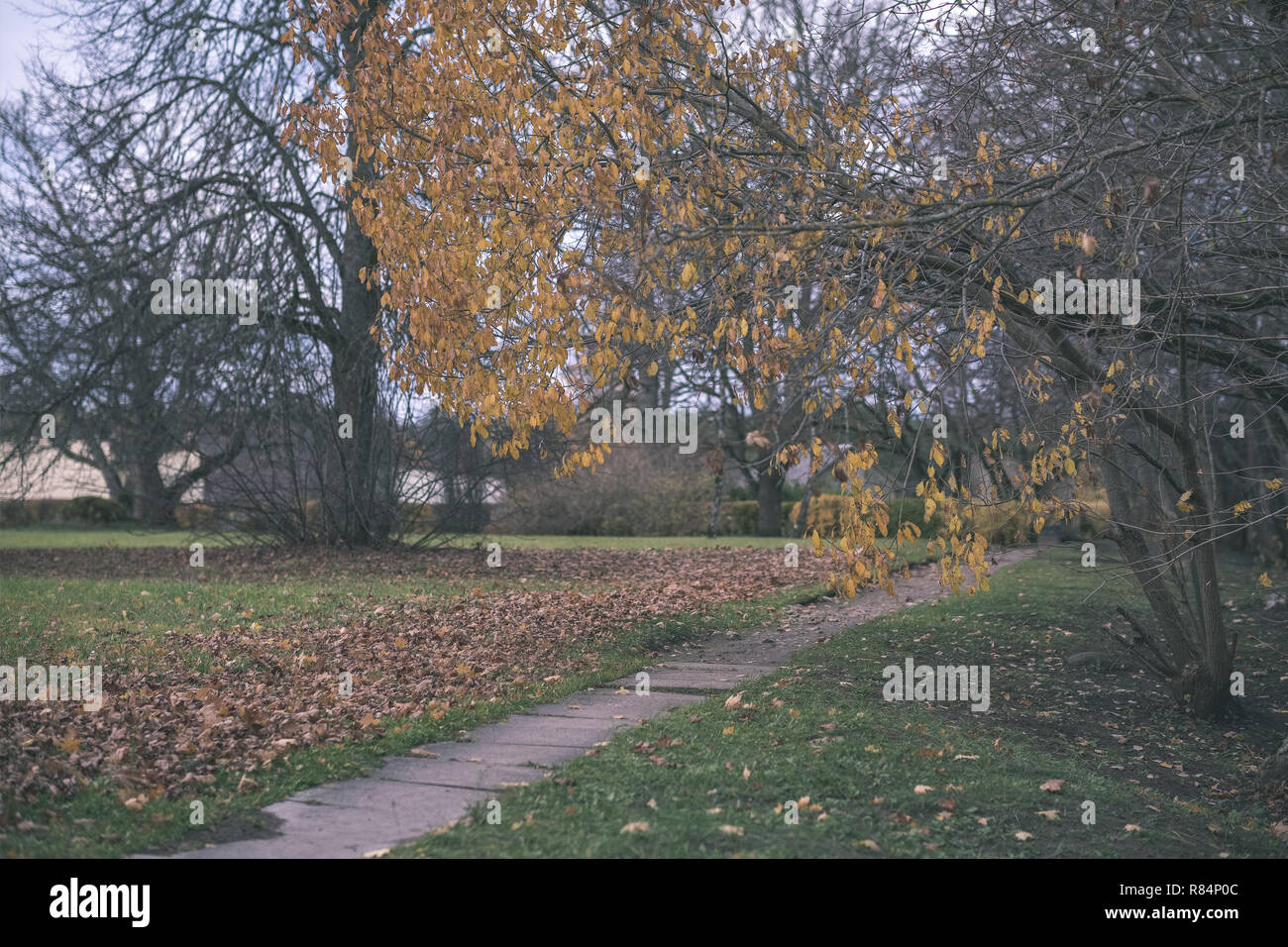 lonely trees with last colored leaves in branches shortly before winter ...