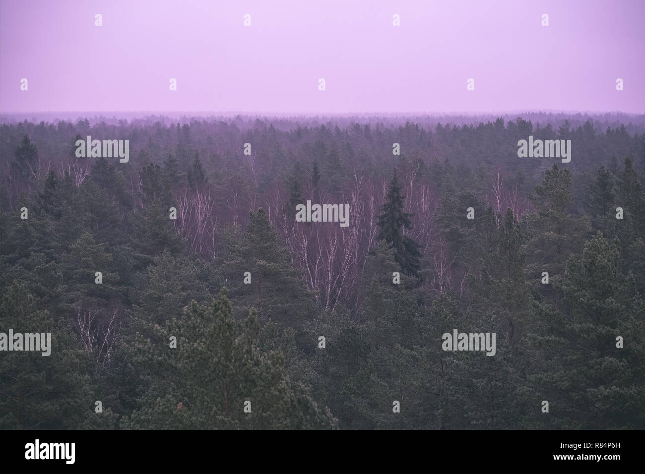 panoramic view of misty pine tree forest in autumn. fog seperates ...