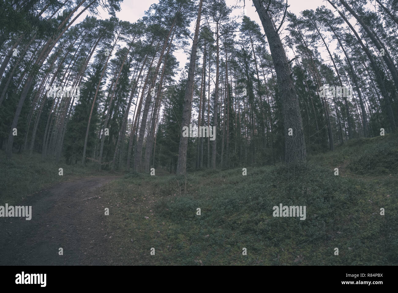 dirt road in clean pine tree forest with mud and green foliage around ...