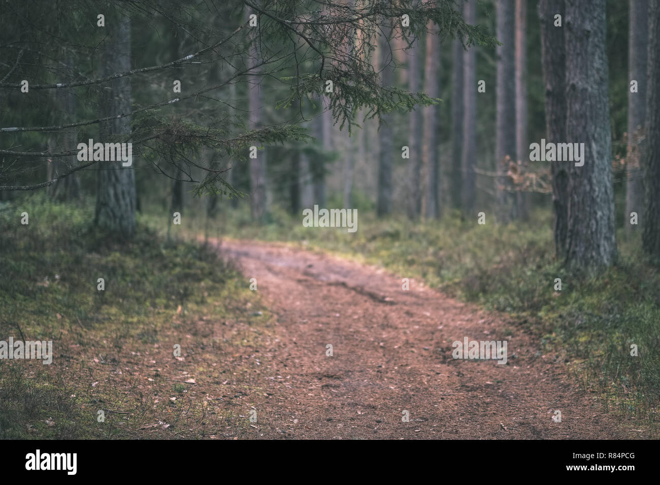 dirt road in clean pine tree forest with mud and green foliage around ...