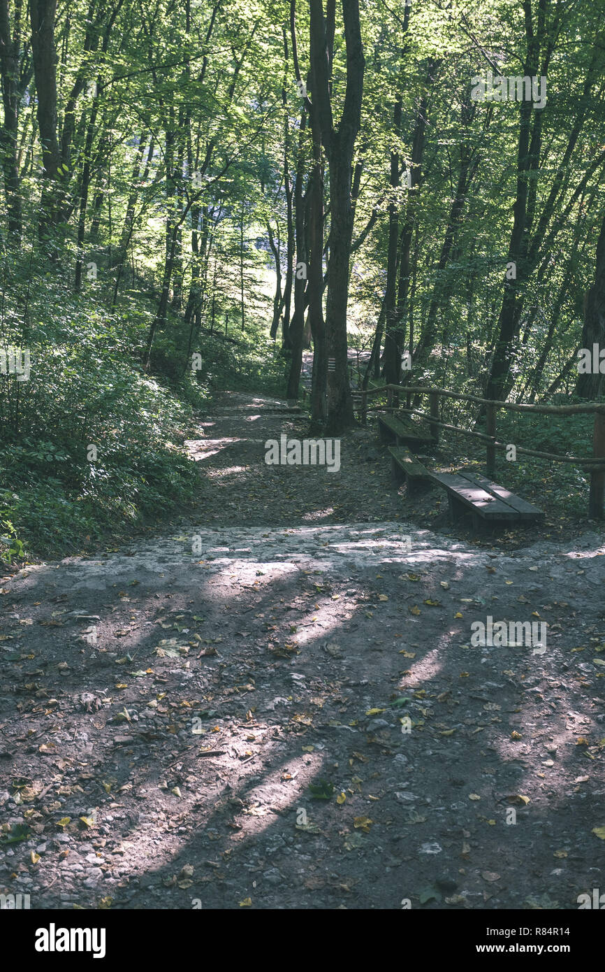 simple countryside forest road in perspective with foliage and trees ...