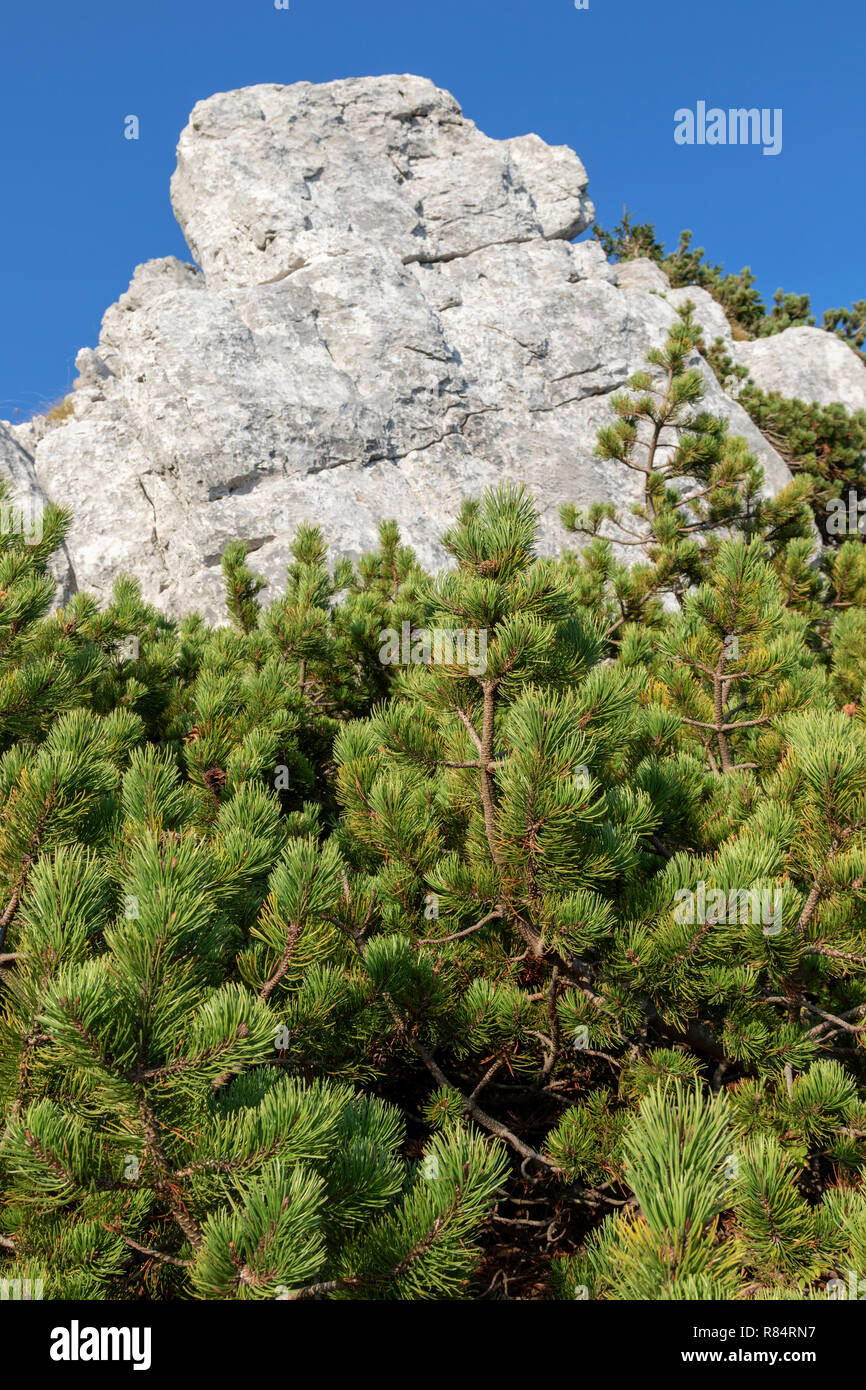 Pinus mugo, known as creeping pine on Risnjak National Park, Croatiaž ...