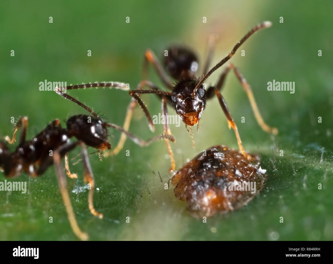 Macro Photography of Tiny Black Garden Ant with Scale Insect on Green ...