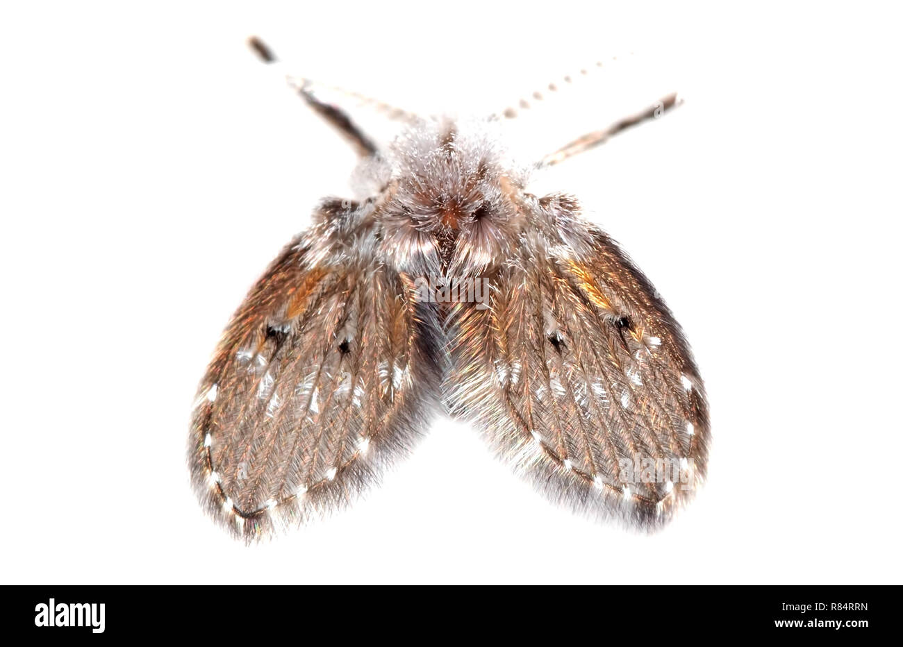 Tiny white moth Cut Out Stock Images & Pictures - Alamy
