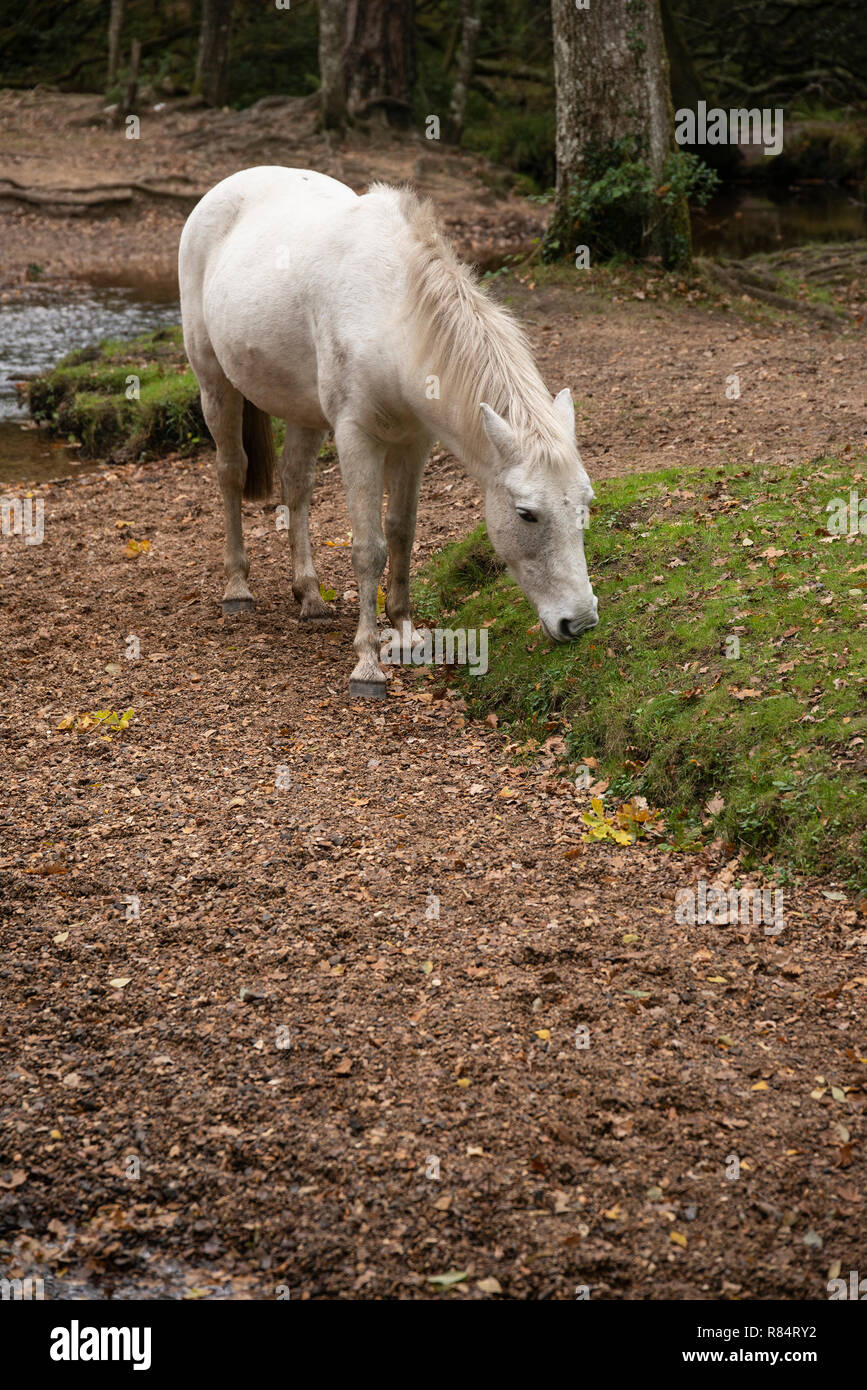 Beautiful New Forest pony in Autumn woodland landscape with vibrant ...