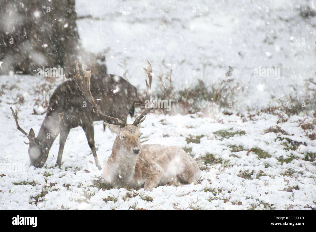 Image of fallow deer in forest landscape in Winter with snow on ground ...