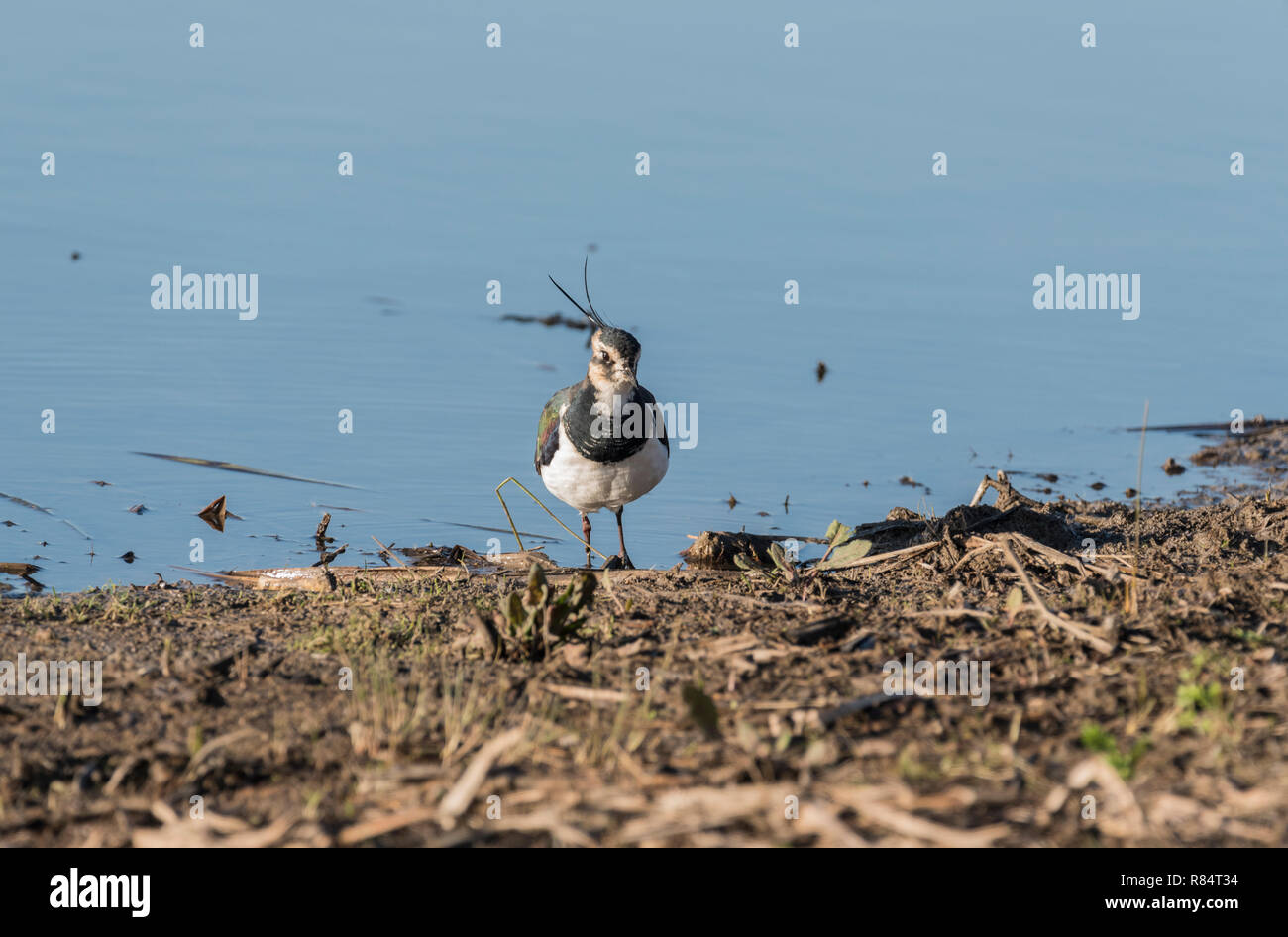 Lapwing peewit bird hi-res stock photography and images - Alamy