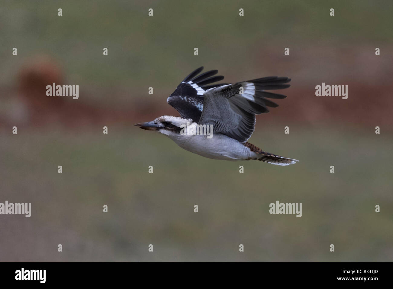 Kookaburra flying hi-res stock photography and images - Alamy