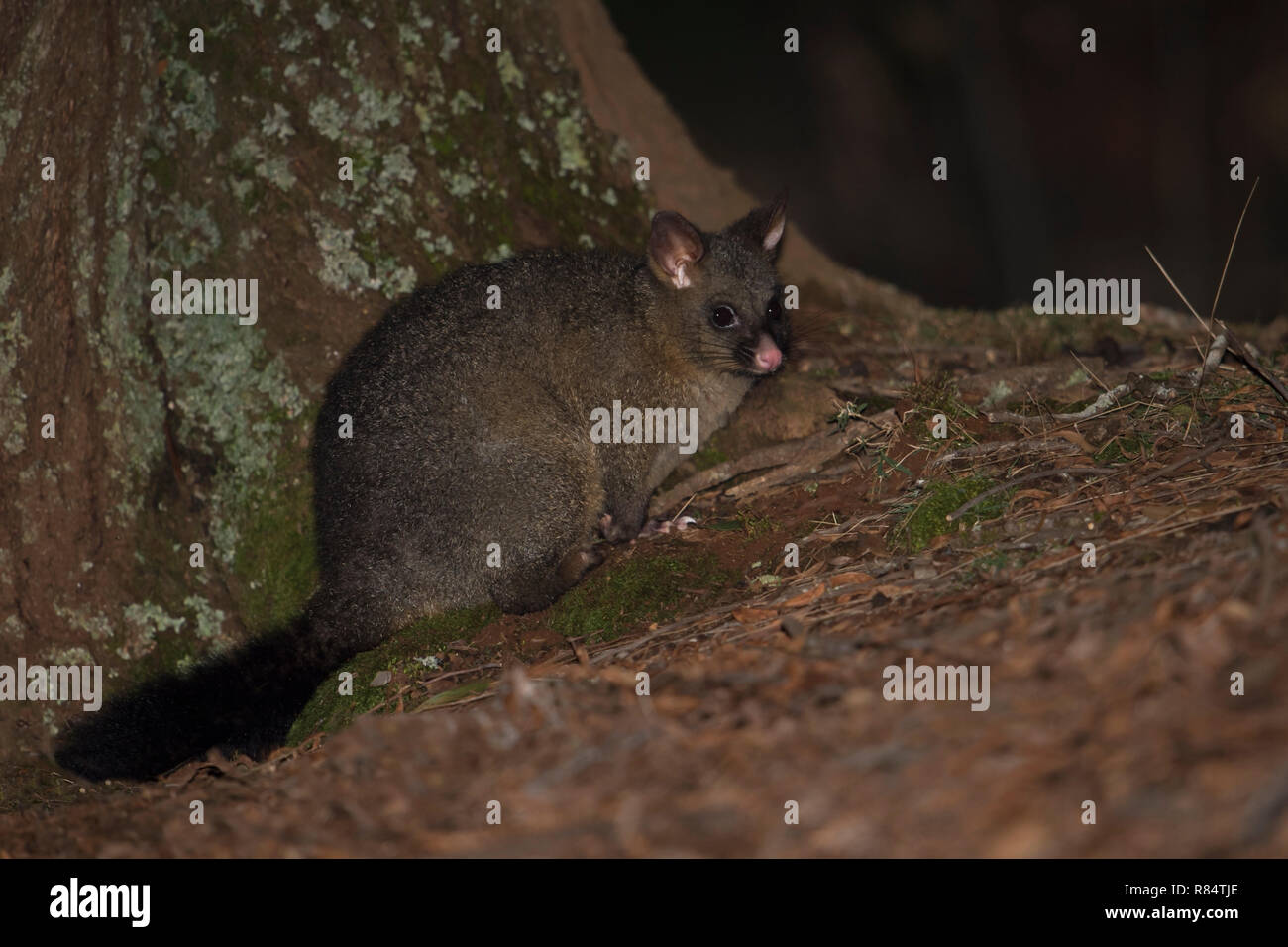 Common brushtail possum hi-res stock photography and images - Alamy