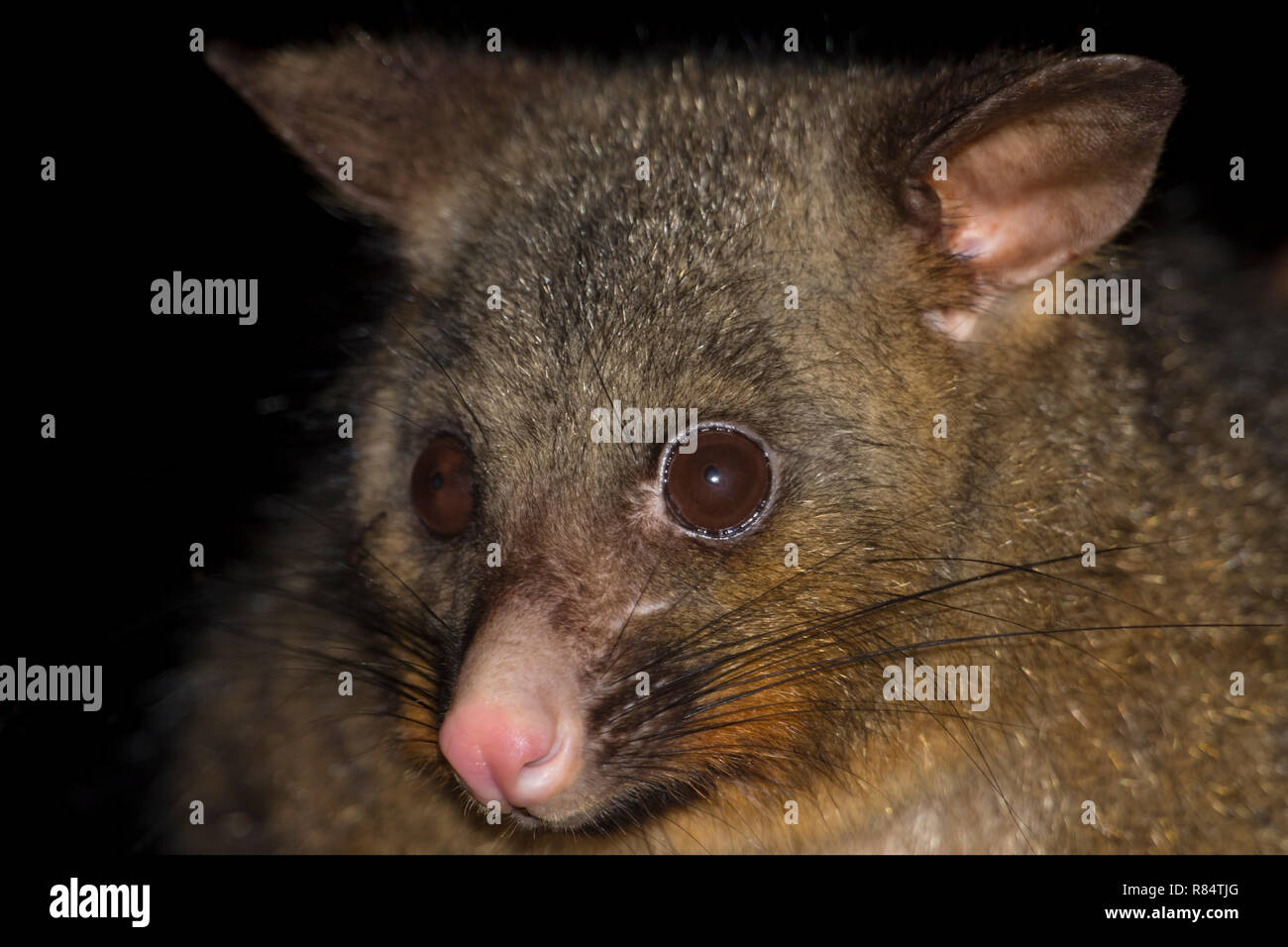 Common brushtail possum hi-res stock photography and images - Alamy