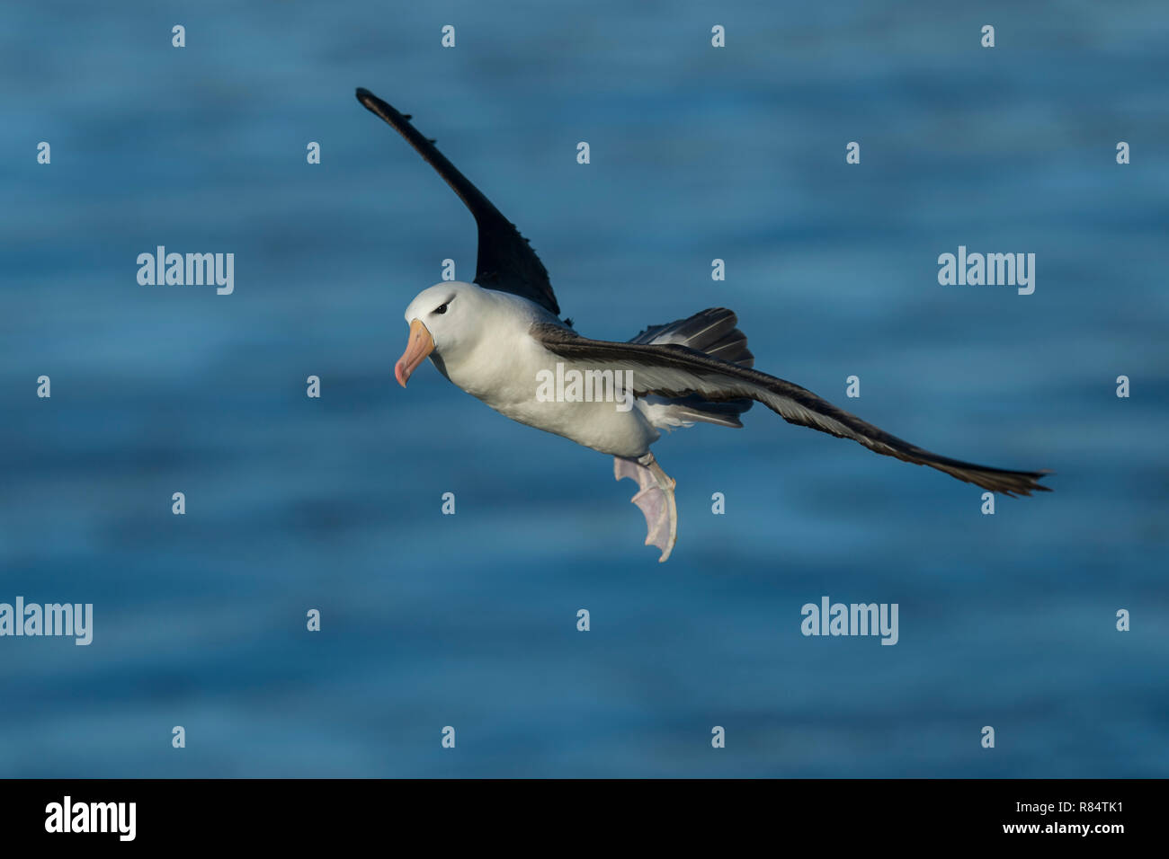 black browed albatross in flight wings open saunders island falkand ...