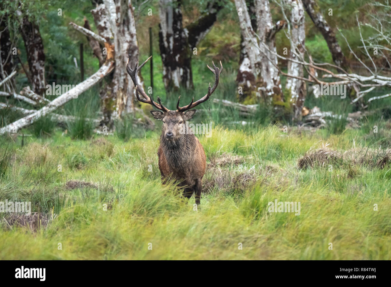 Spectacular red deer sighting during the annuall fall rut, including ...