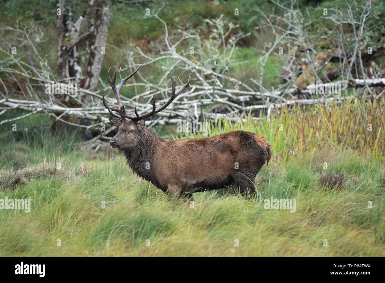 Spectacular red deer sighting during the annuall fall rut, including ...