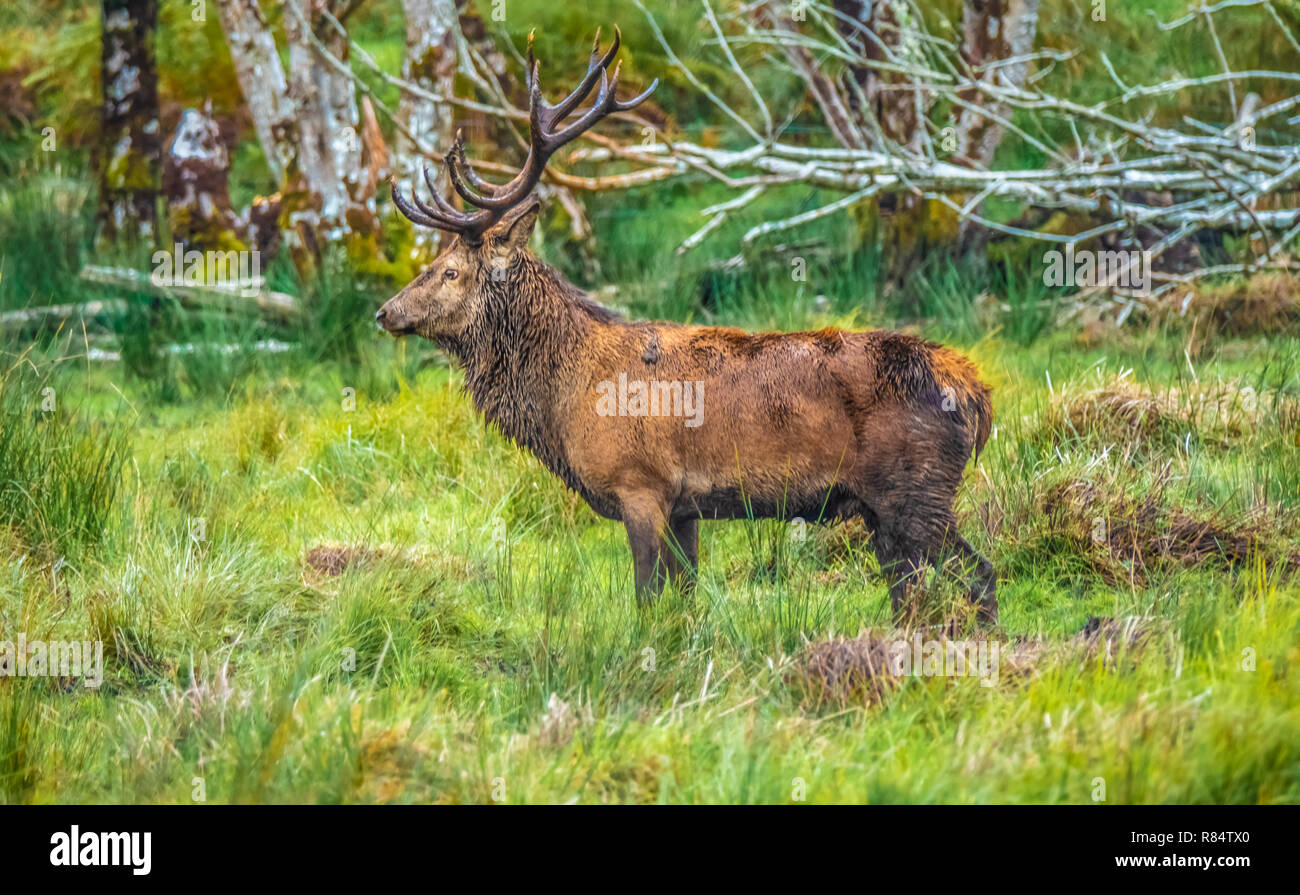 Spectacular red deer sighting during the annuall fall rut, including ...