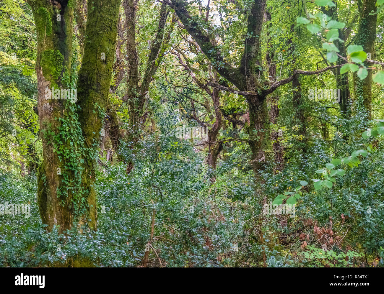 Incredibly lush rain forests, Killarney National Park, County Kerry ...
