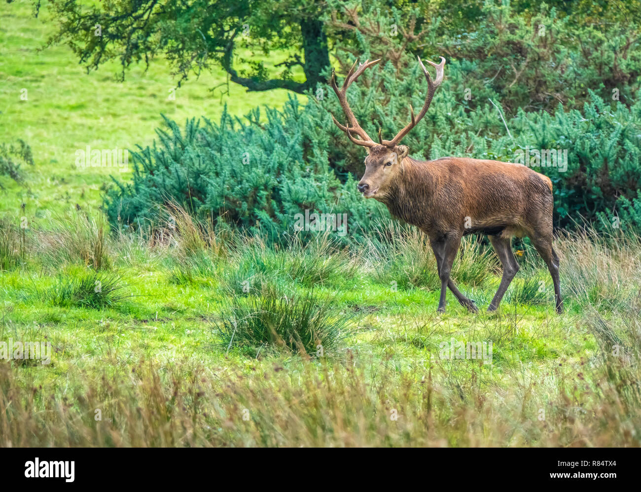 Spectacular red deer sighting during the annuall fall rut, including ...