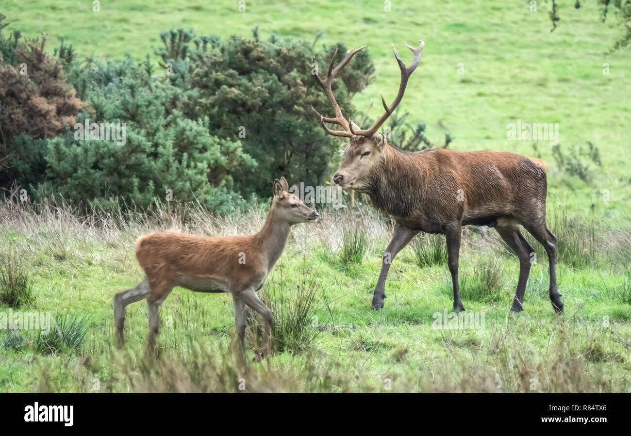 Spectacular red deer sighting during the annuall fall rut, including ...
