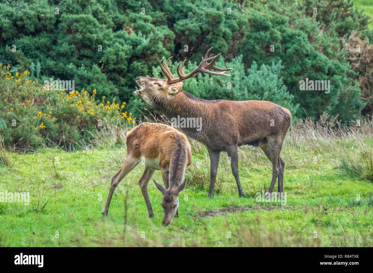Spectacular red deer sighting during the annuall fall rut, including ...