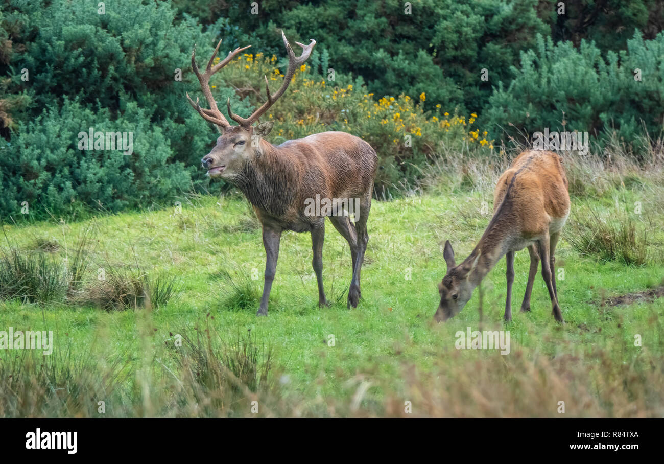 Spectacular red deer sighting during the annuall fall rut, including ...