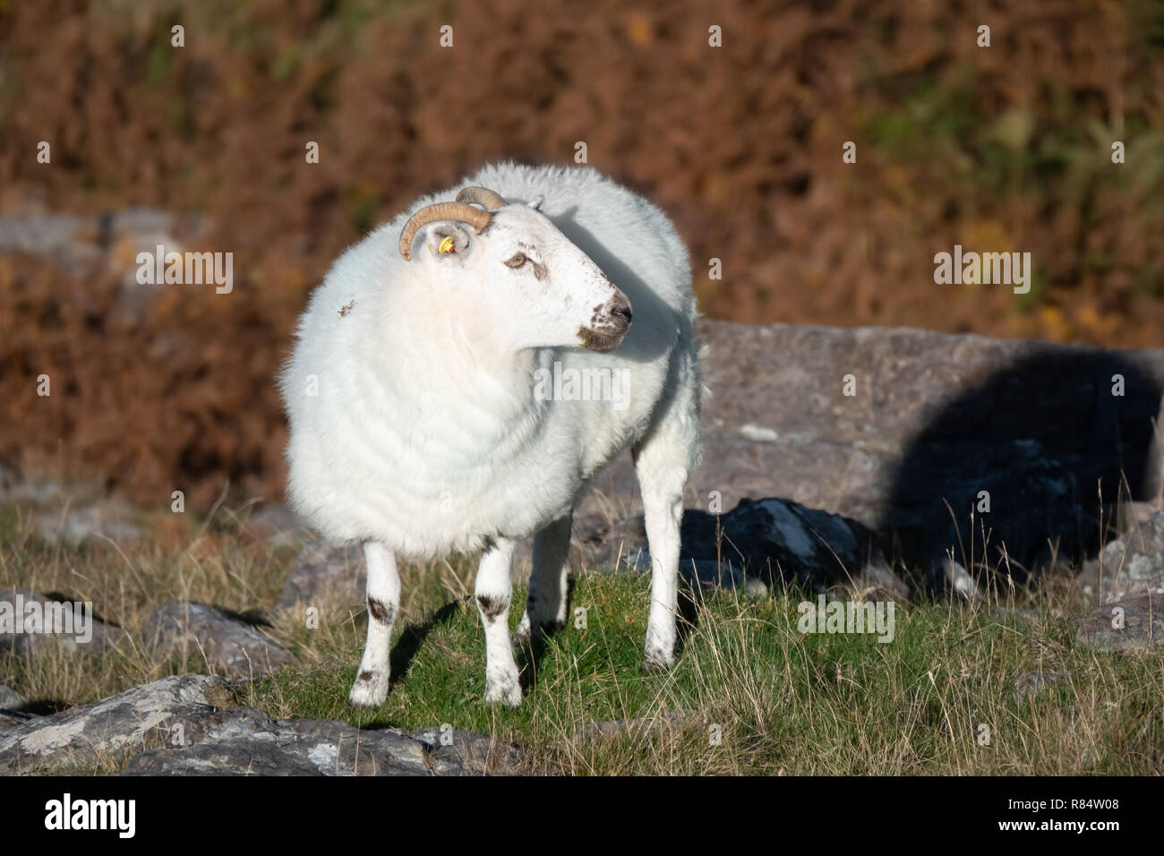 Irish sheep in the spectacular scenery along the Ring of Beara ...