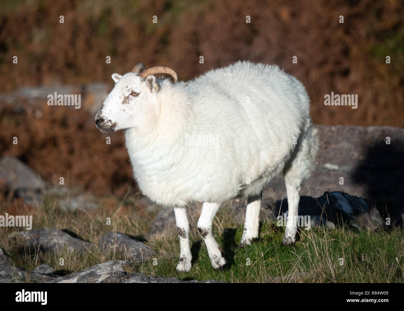 Irish sheep in the spectacular scenery along the Ring of Beara ...