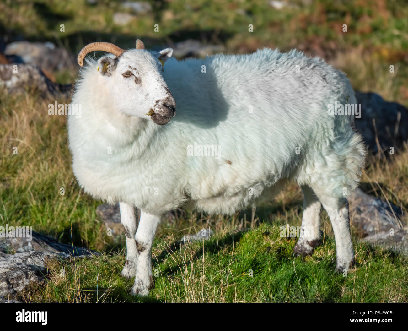 Irish sheep in the spectacular scenery along the Ring of Beara ...