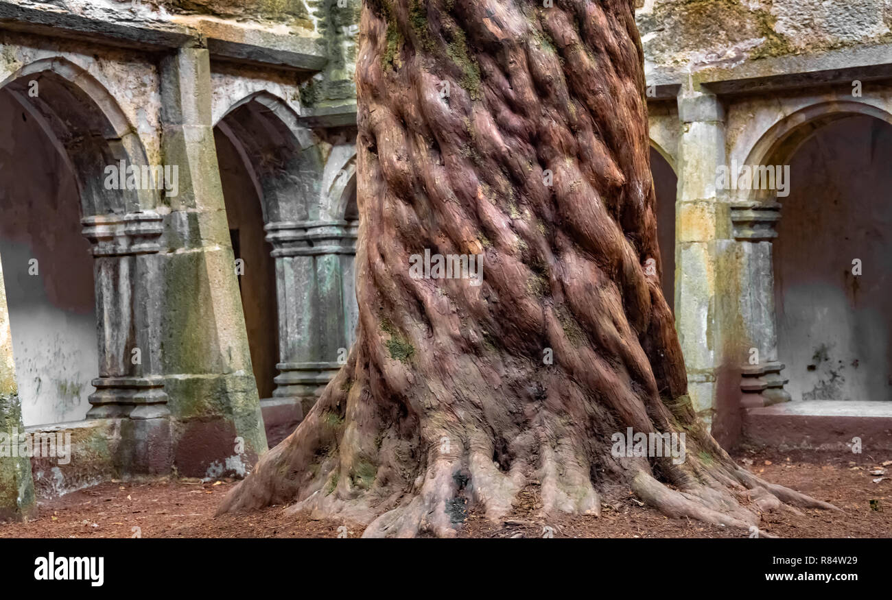 Irish yew hi-res stock photography and images - Alamy