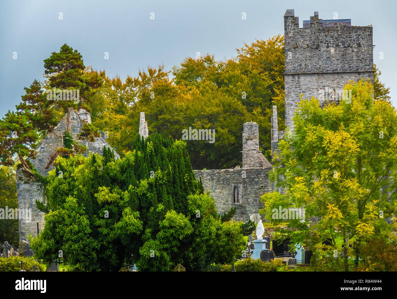 Ruins of the Muckross Abbey, founded in 1448 as a Franciscan friary ...