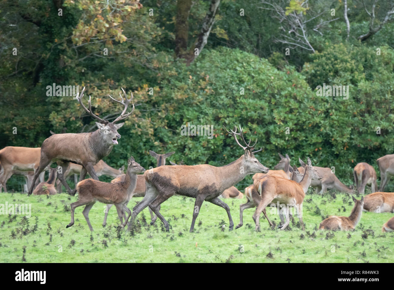 Spectacular red deer sighting during the annuall fall rut, including ...