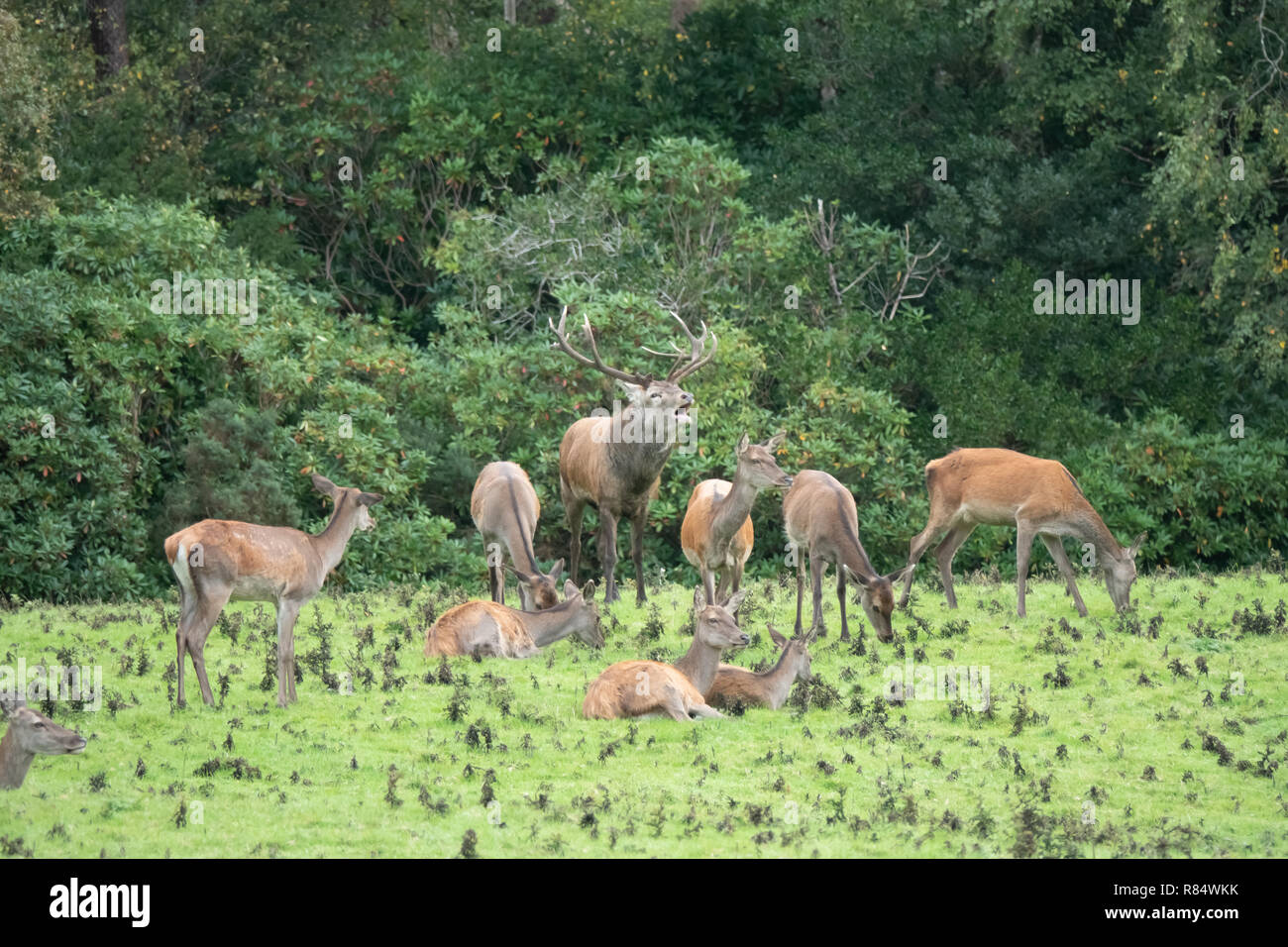 Killarney deer rut hi-res stock photography and images - Alamy